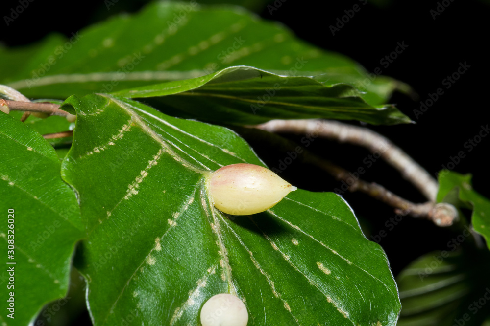 Balls in one eye of a tree disease Stock Photo | Adobe Stock