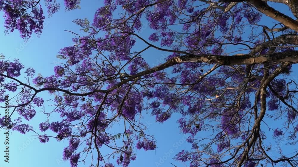 Jacaranda mimosifolia is a sub-tropical tree native to south-central ...