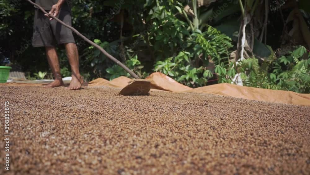 Agriculture process - Drying and Processing raw pepper Stock Video ...