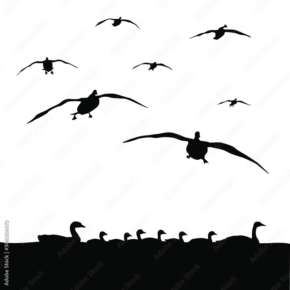 Vector silhouettes of canadian geese. Stock Vector | Adobe Stock