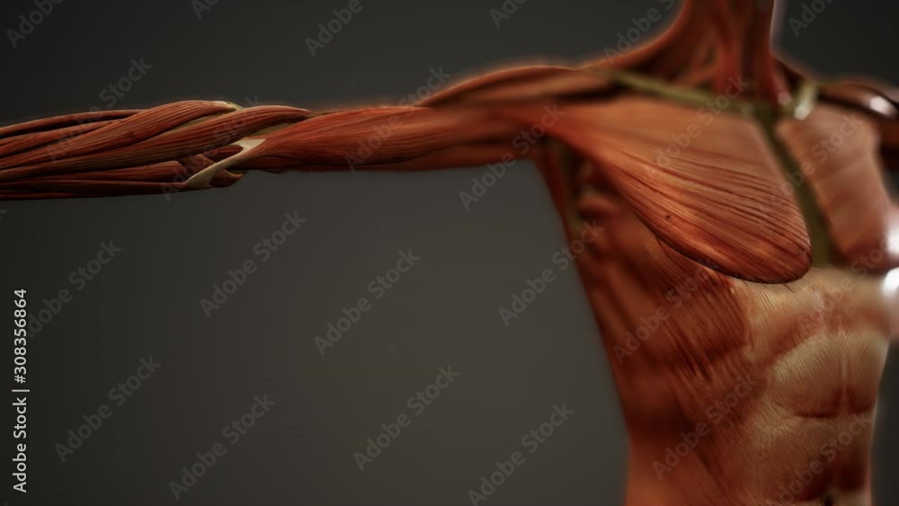 Muscular System of human body animation Stock Video | Adobe Stock