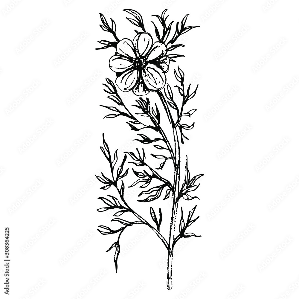 Adonis Flower Drawing