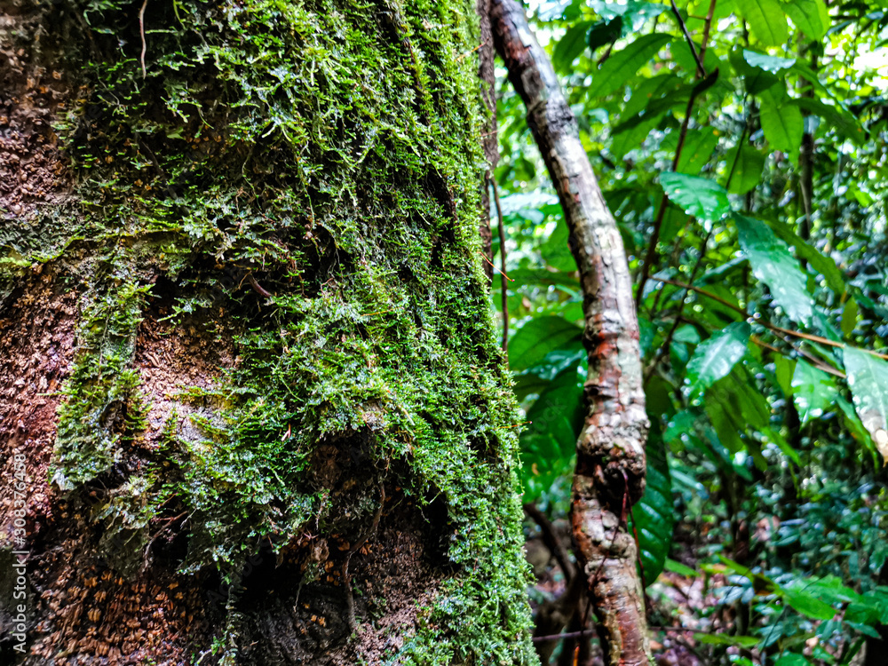 Tree Moss Texture