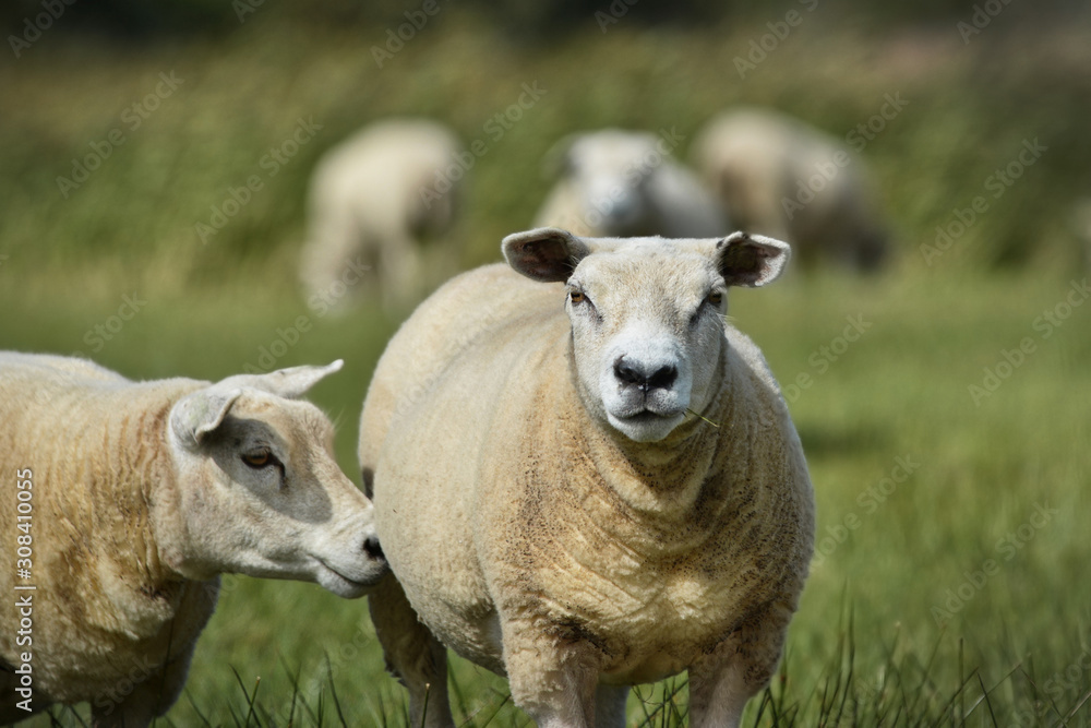 Texel sheep, a heavily muscled breed of domestic sheep from the Texel ...