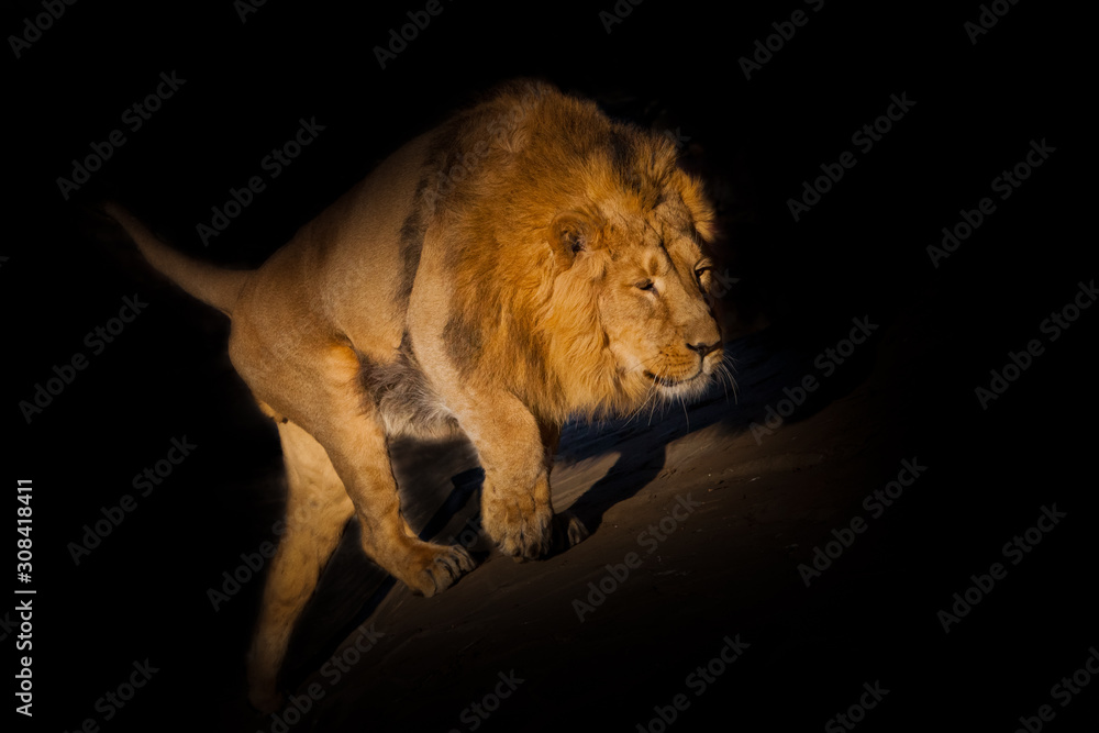 lion on a black background. sneaking up the hill. powerful lion male ...