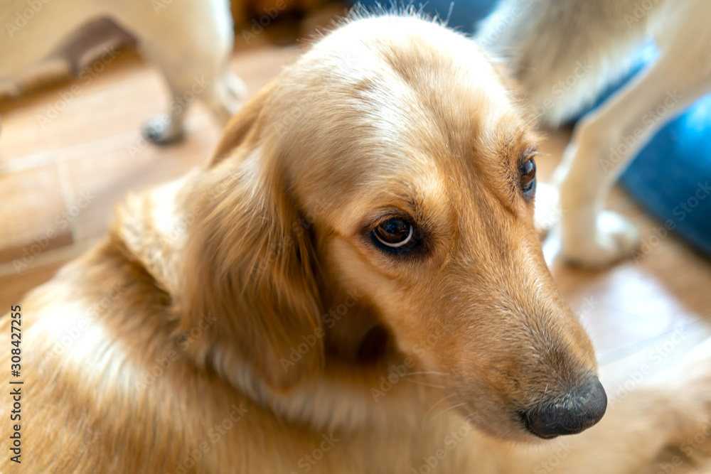 Cocker spaniel in domesticated house. They are very friendly and good ...