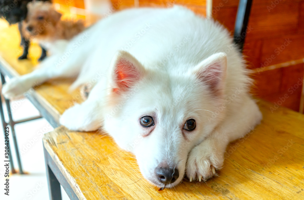 Samoyed dog portrait in domesticated pet. They are very friendly and ...