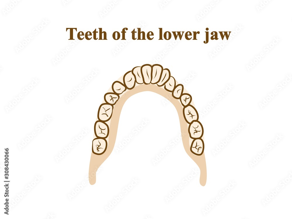 Teeth of the lower jaw. Graphic illustration. Hand drawing, contour of ...