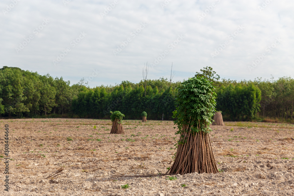 Tapioca fields on natural background. Grow cassava. Season of planting ...