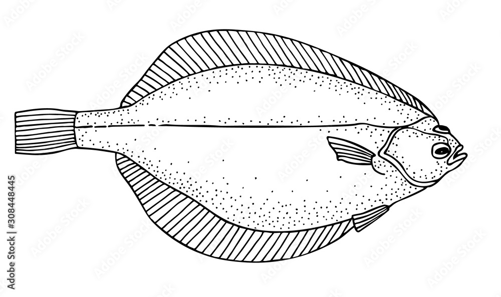 Arctic flatfish. Black drawing outline vector image. Stock Vector ...