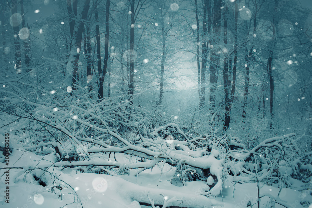 Enchanted Snow Scenes