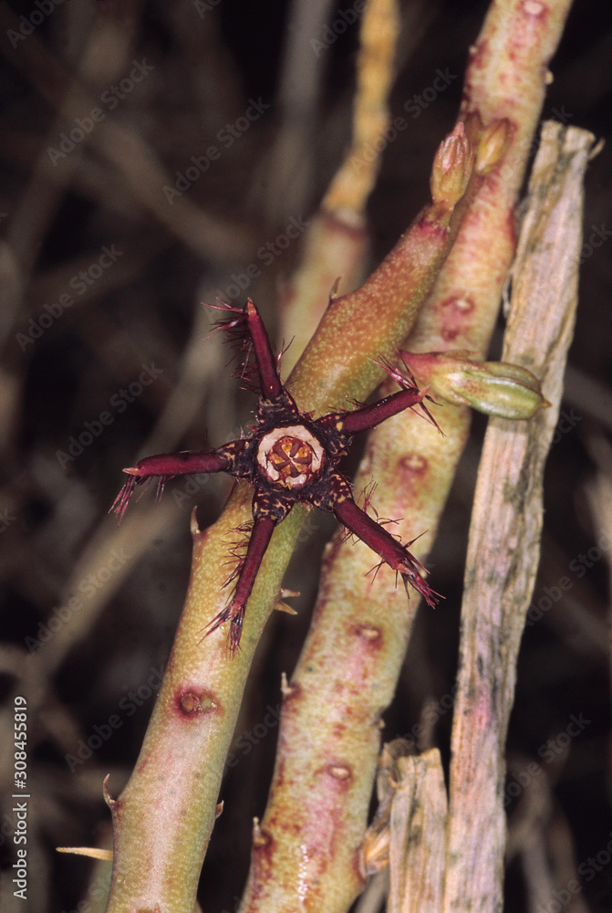 Caralluma Fimbriata. Family: Asclepiadaceae. A small leafless succulent ...