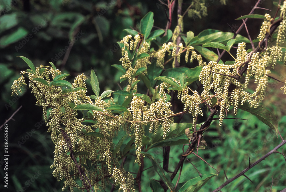 Dioscorea Pentaphylla. Family: Dioscoreaceae. A member of the yam ...