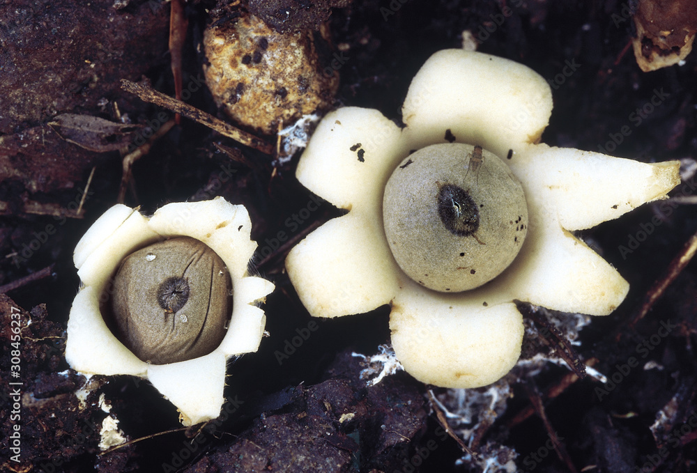 Earth Star. A fungus with a central globular structure filled with ...