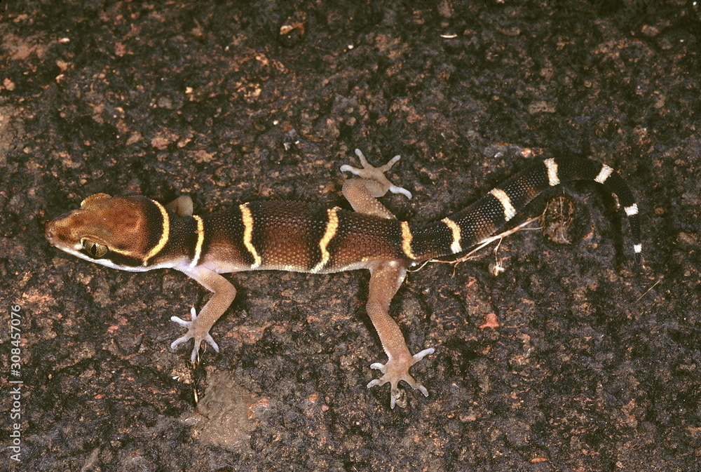 Cyrtodactylus Dekkanensis. Deccan Banded gecko. A typical forest ...
