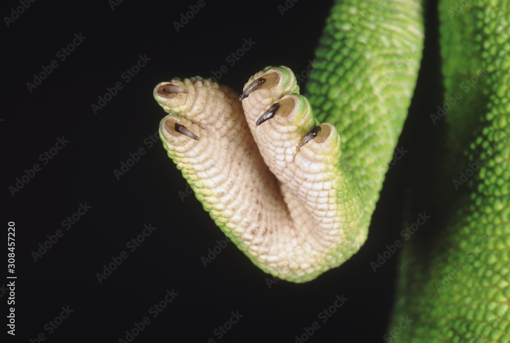 Chameleon Zeylanicus. A close up of the foot and claws. The chameleon ...