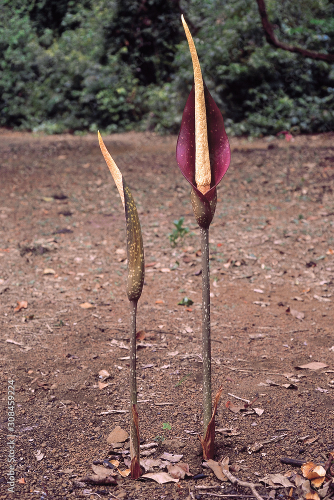Amorphophallus Commutatus