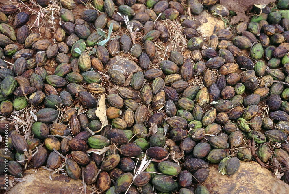 Fruits spread for drying. Terminalia Chebula. Chebulic Myrobalan ...