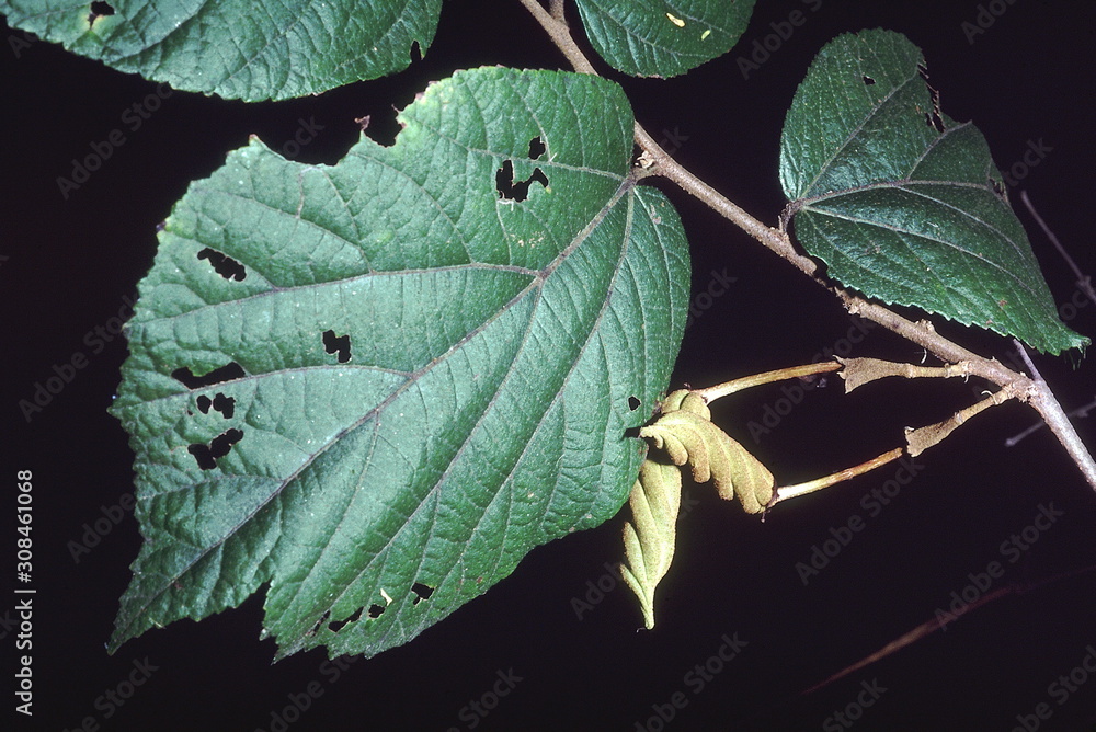 Fruuit. Helicteres Isora. Indian Screw tree. Family: Sterculiaceae. A ...