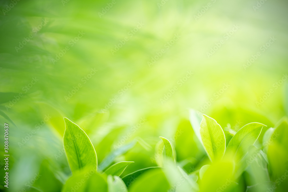 Nature of green leaf in garden at summer. Natural green leaves plants ...