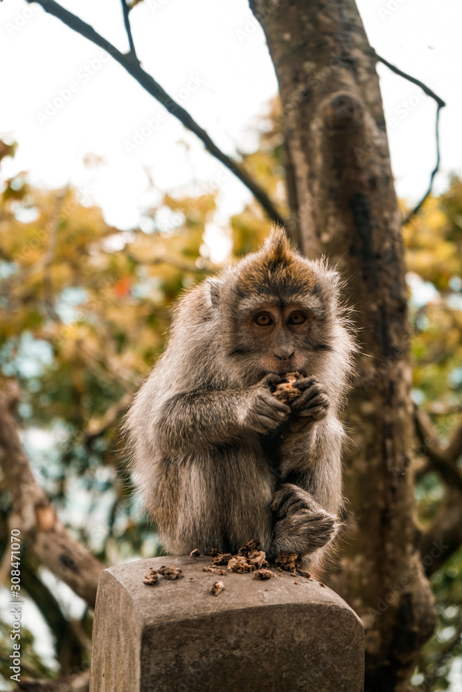 Singe Mignon