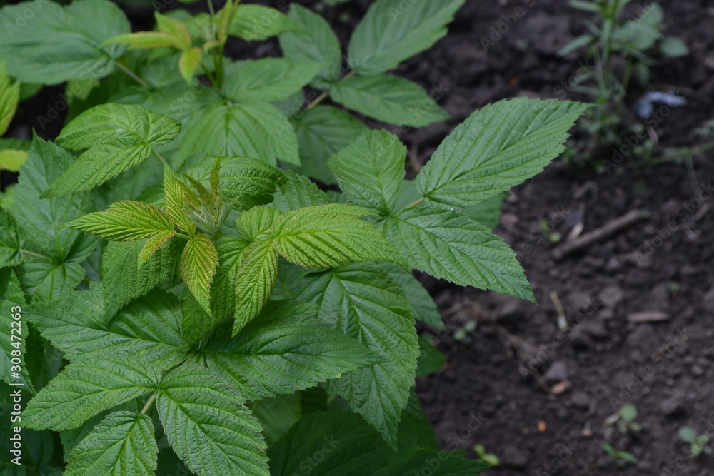 Raspberry ordinary. Rubus idaeus, shrub, a species of the Rubus genus ...