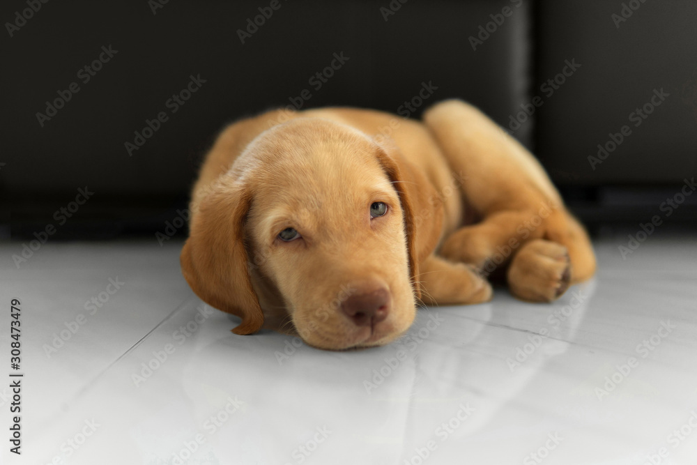 What Is A Dudley Labrador