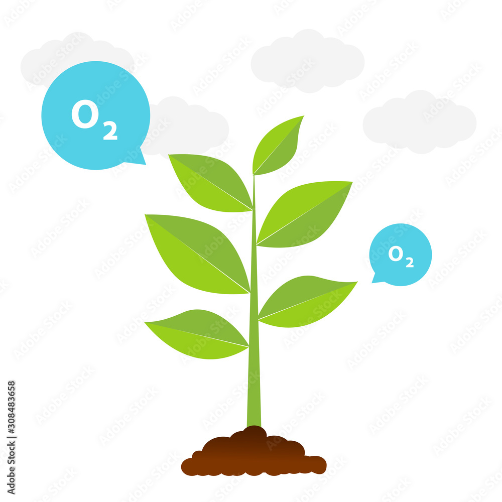 The tree that grows from seed is a big tree with green color and the ...