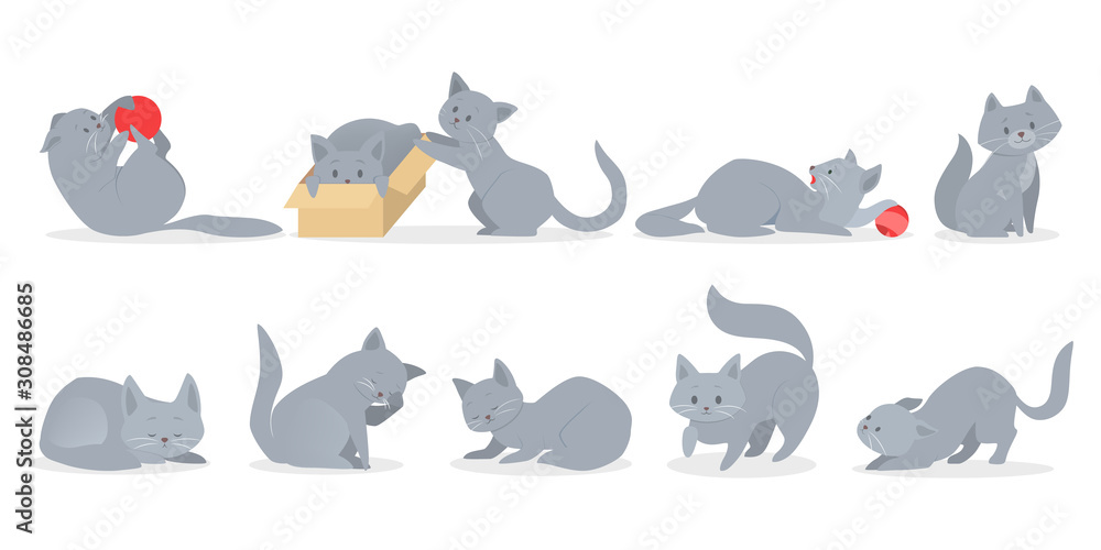 Set of cute grey cats in different position. Funny kitten pose, play ...