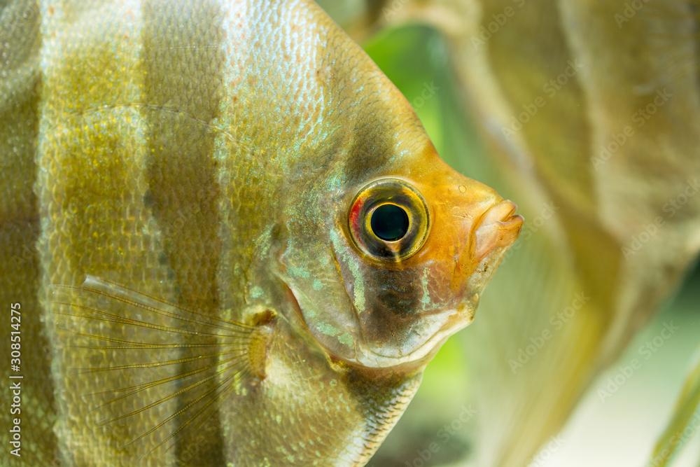 altum angel fish closeup Stock Photo | Adobe Stock
