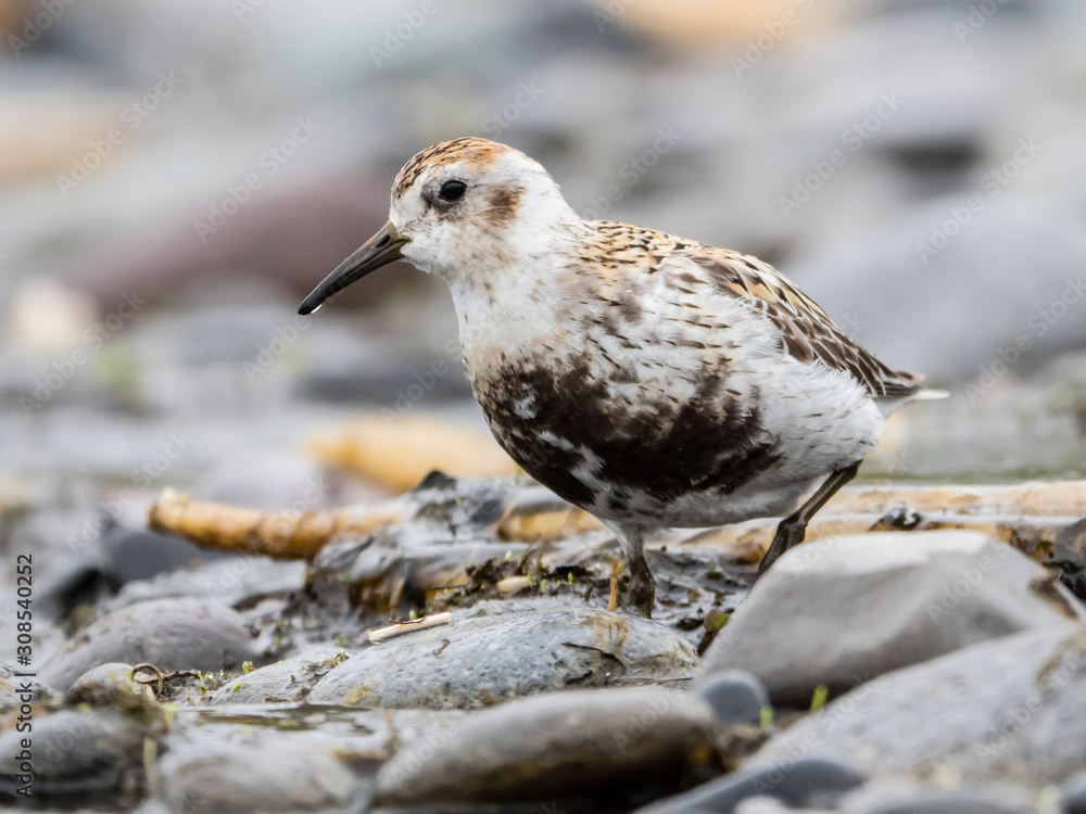 An adult rock sandpiper (Calidris ptilocnemis ptilocnemis), subspecies ...