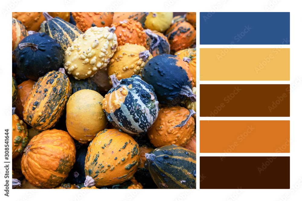 A variety autumn decoration pumpkin in a Color palette swatches ...