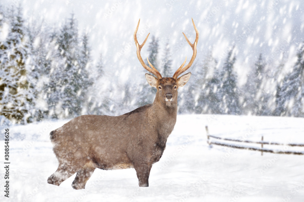 Winter Deer Photography