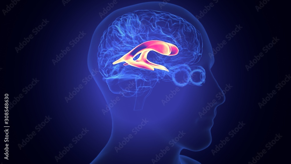 3d rendered medically accurate illustration of the brain anatomy - the ...