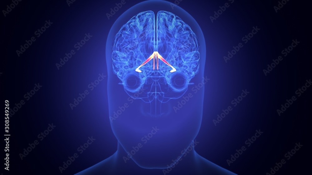 Caudate Nucleus 3d