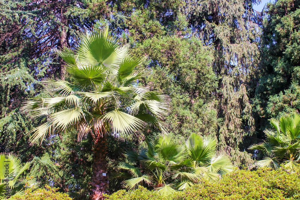 Beautiful view of green plants in the park flowers arbors and green ...