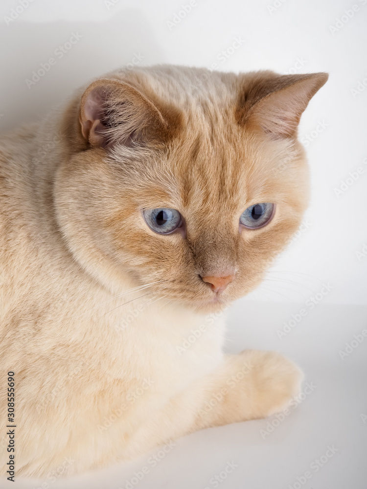 Cream Point Siamese