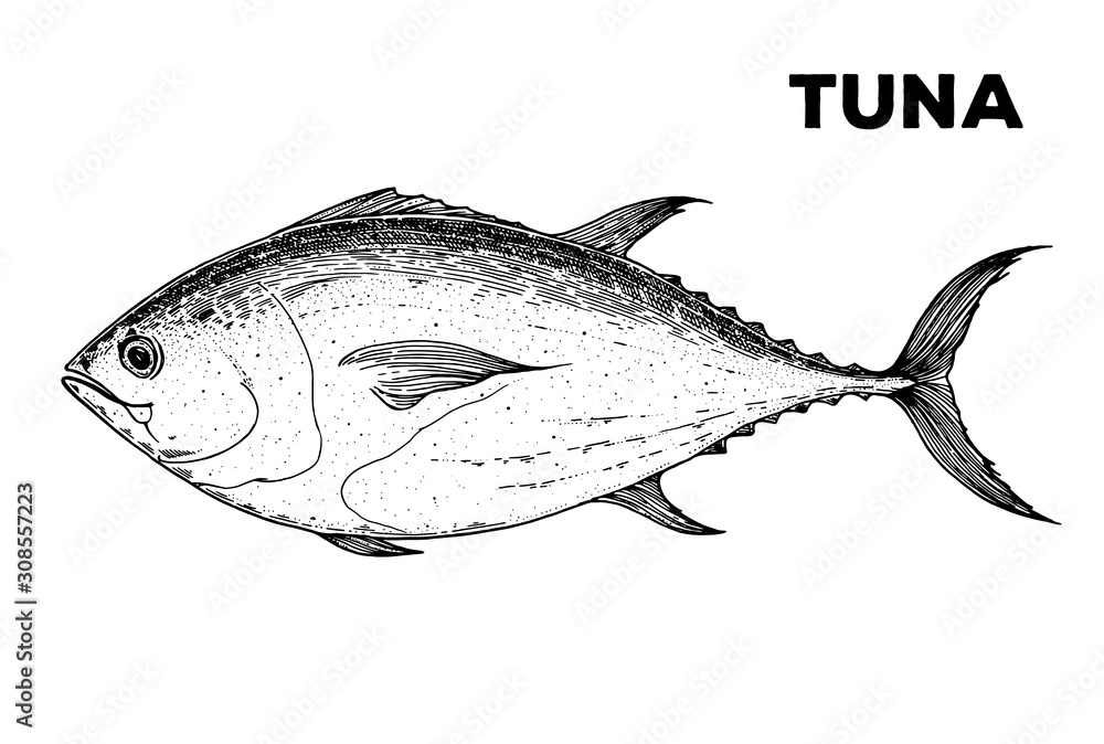 Tuna fish sketch. Hand drawn vector illustration. Seafood design ...