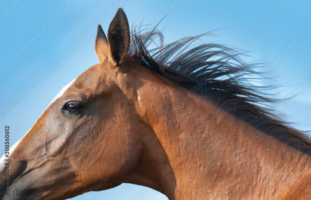 Akhal Teke Head