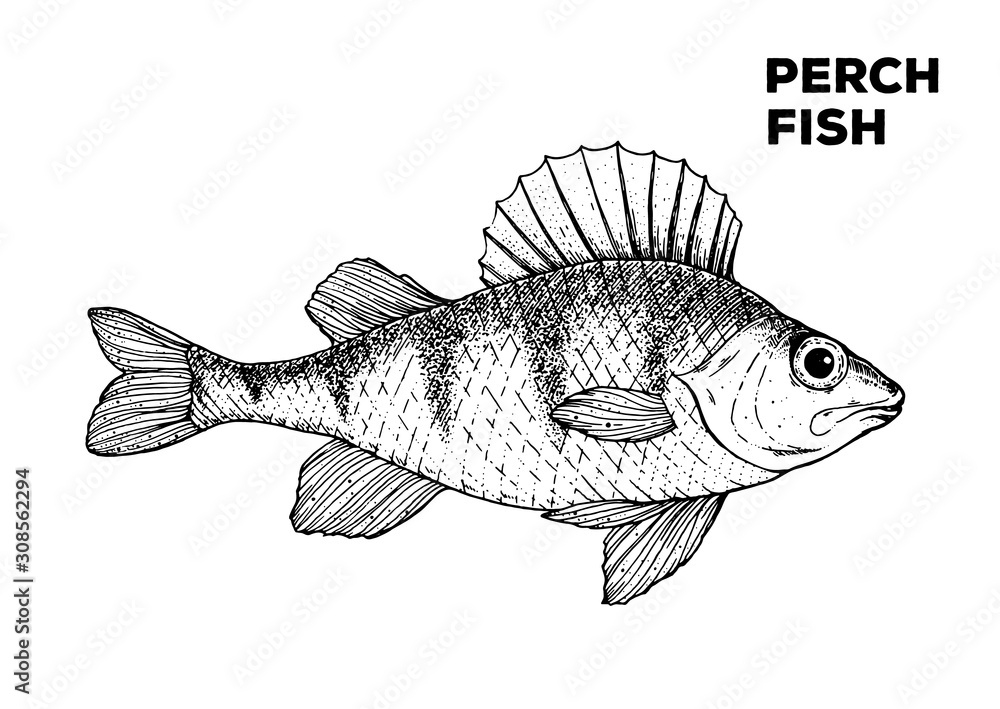 Perch fish sketch. Hand drawn vector illustration. Seafood design ...