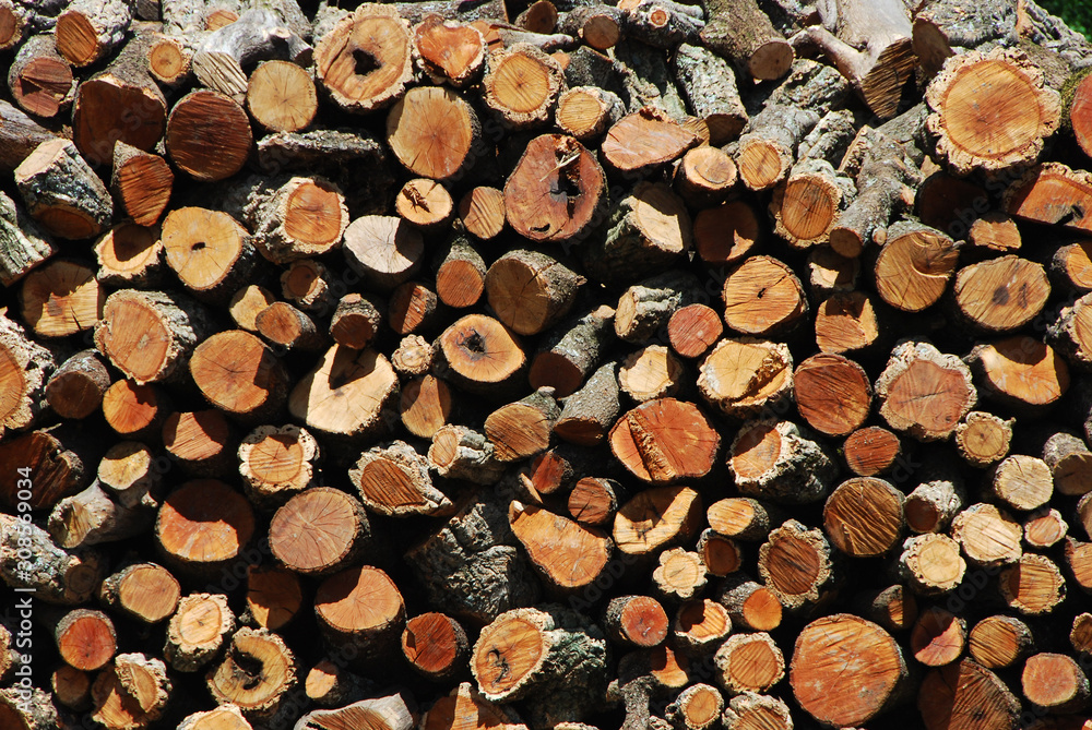 troncos de arboles Stock Photo | Adobe Stock