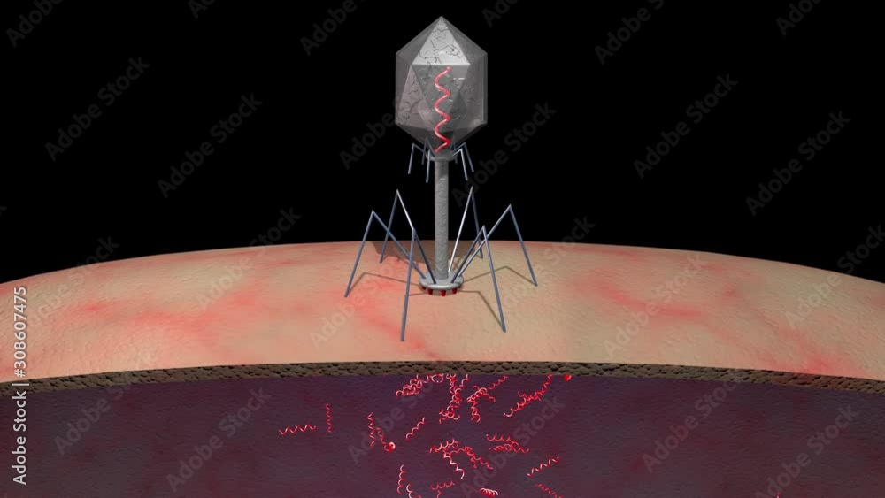 Phage Therapy Virus Inserts Dna Into Bacteria . Bacteriophage infecting ... Phage Therapy Virus Inserts Dna Into Bacteria . Bacteriophage infecting ...