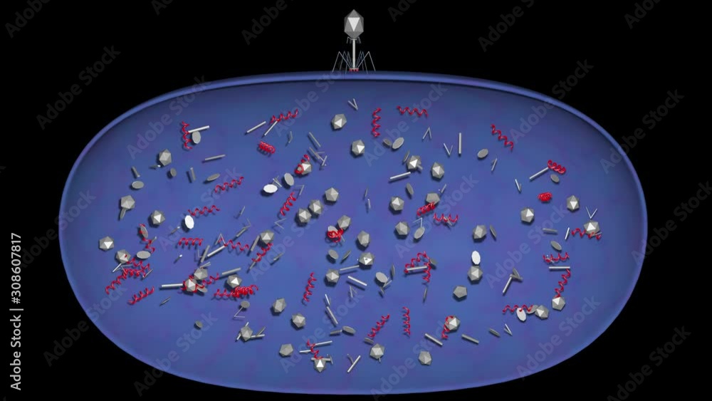 Video Stock Phage Therapy Viruses Assemble Inside Bacteria . New phage ...