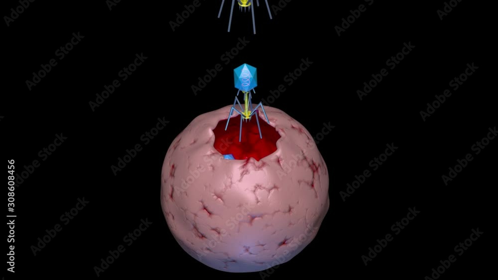 Phage Therapy Many Viruses Exiting Bacteria , Cell. Bacteriophage ...