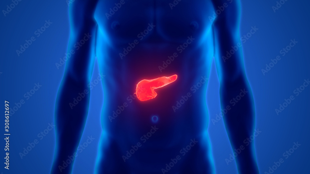 Human Internal Digestive Organ Pancreas Anatomy Stock Illustration ...