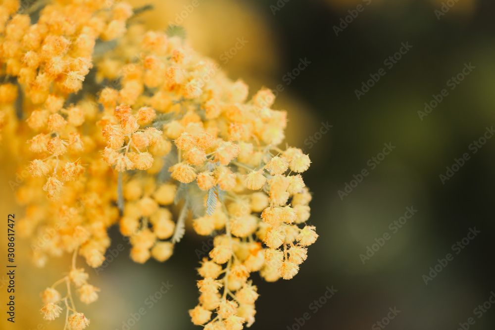 Pretty yellow wattle acacia flower, Australian native tree Stock Photo ...