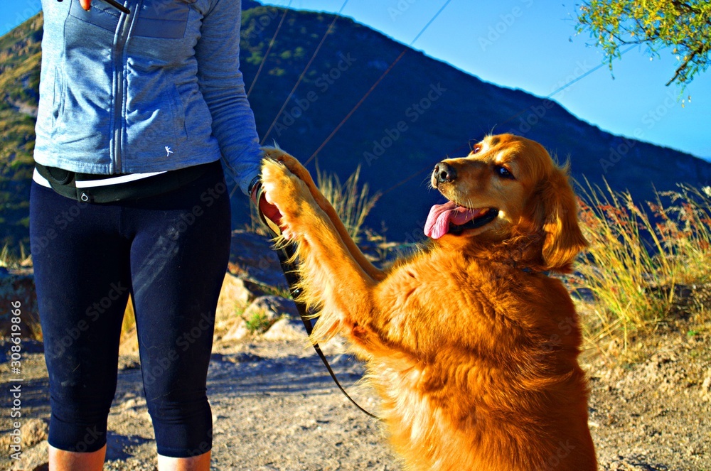Perro saludando a su dueña Stock Photo | Adobe Stock