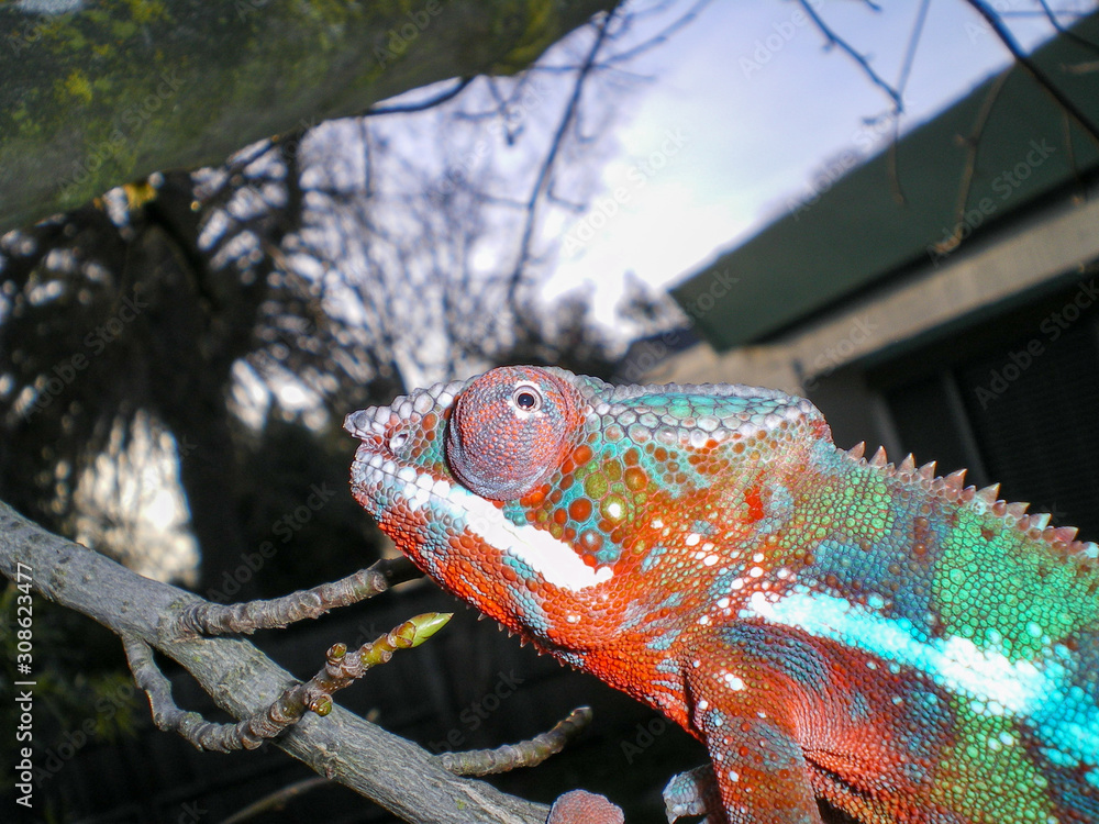 Chameleon crawling and grabbing branch red green flash . Stock Photo ...