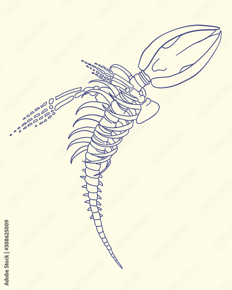 Whale's skeleton vector line illustration. Biology illustration. Stock ...