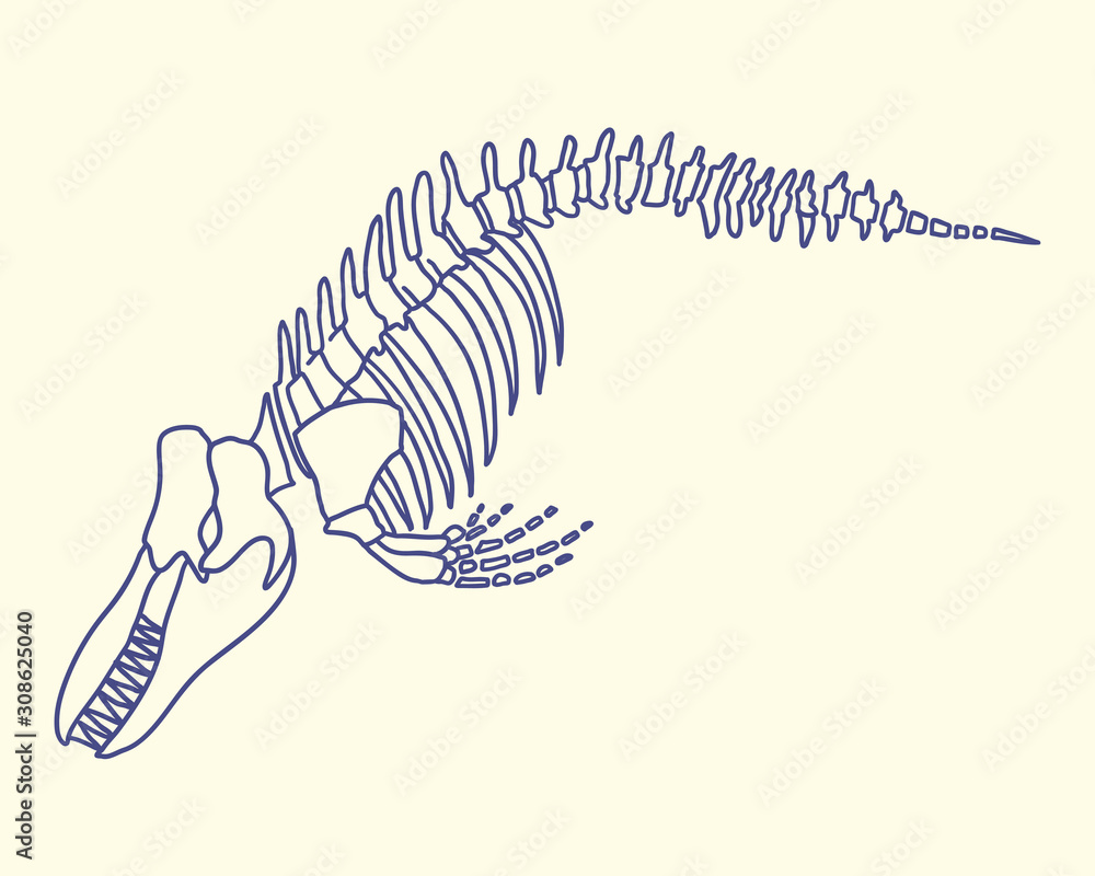 Whale's skeleton vector line illustration. Biology illustration. Stock ...